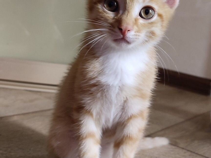 Рыжий котенок мальчик