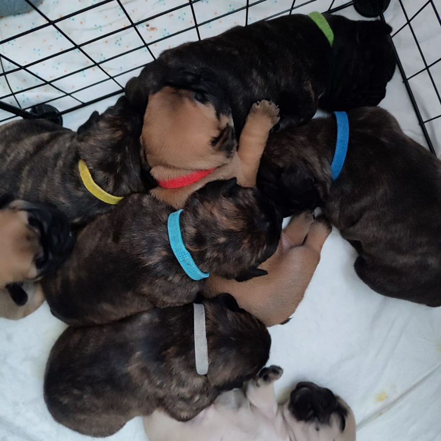 Щенки французского бульдога Омск