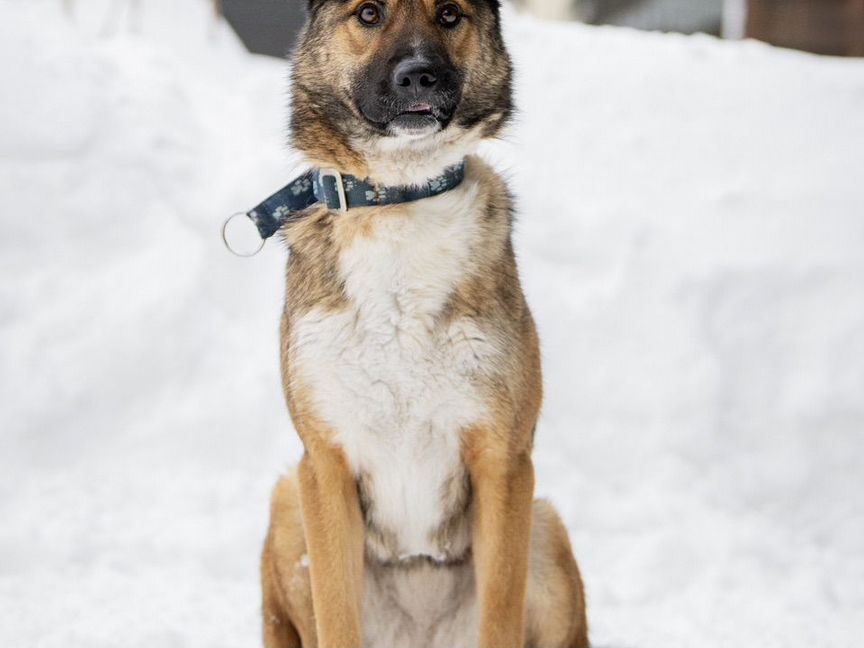 Собака в добрые руки