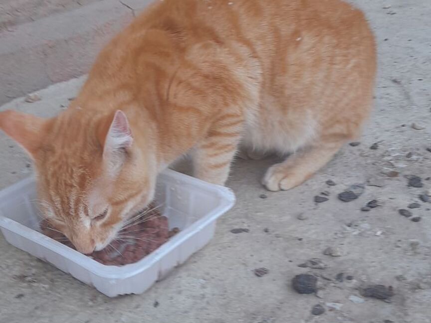 Нужны добрые ручки рыжему котику