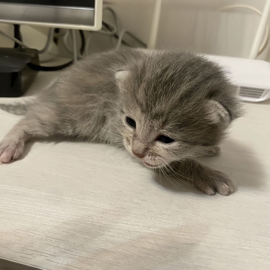 Котёнок в добрые руки