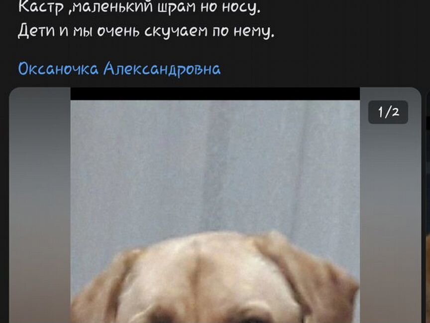 Лабрадор Помогите найти собаку