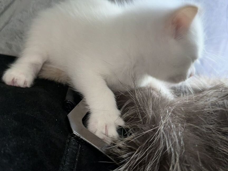 Котята