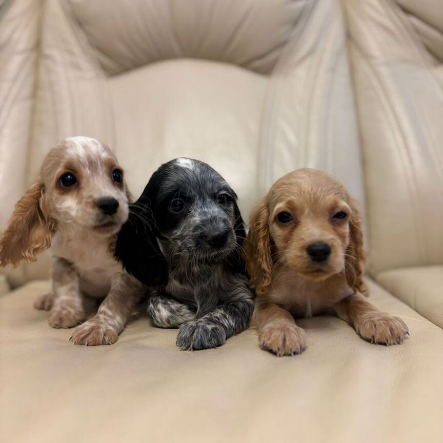 Разноцветные Росы