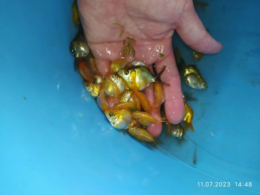 Золотая рыбка, риукины