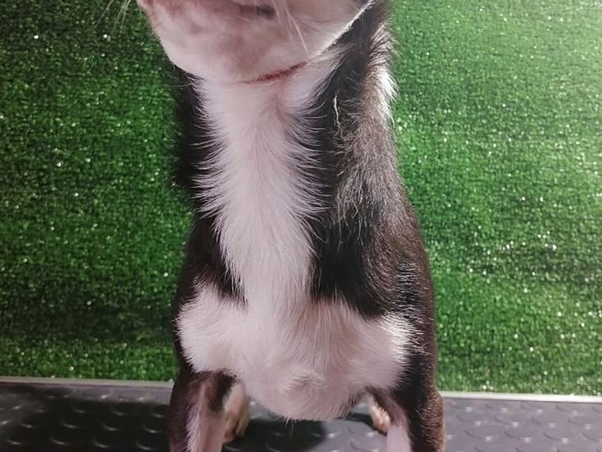 Кобель чихуахуа Вязка