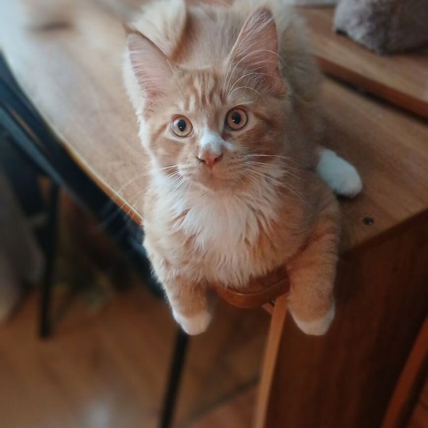 Котик мейн-кун