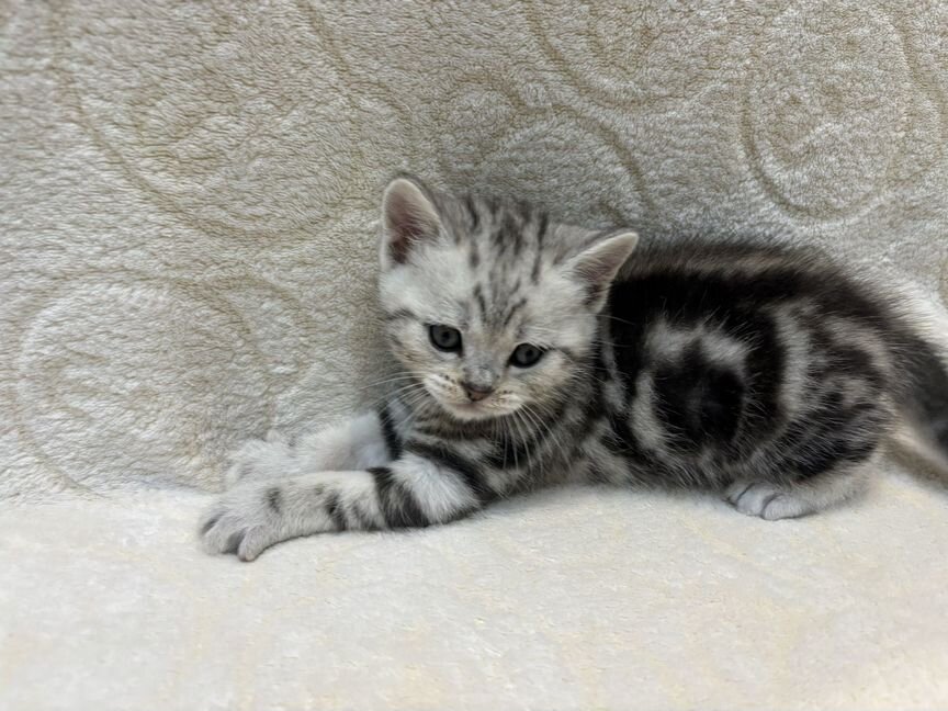 Продаются шотландские котята