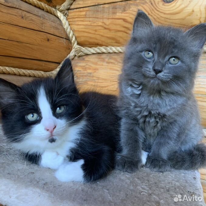 Котята забавные