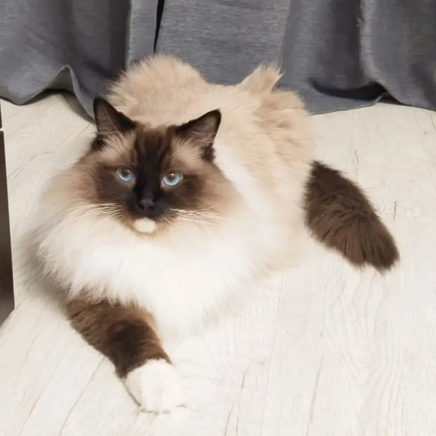 Кот регдолл