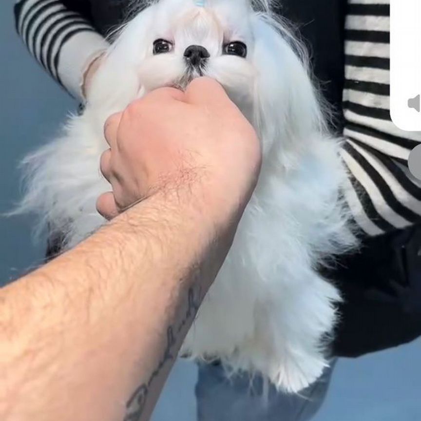 Щенки мальтезе