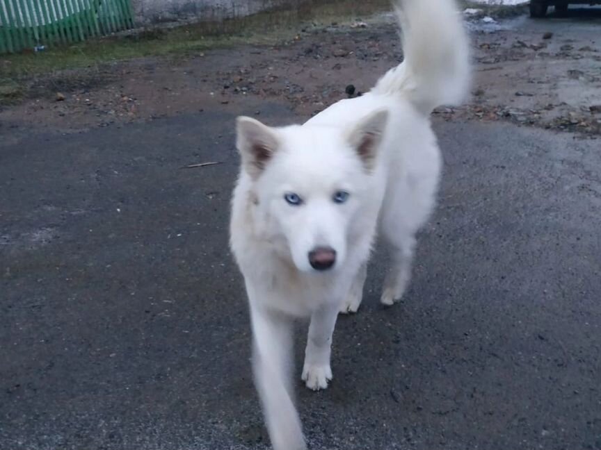 Голубоглазый блондин