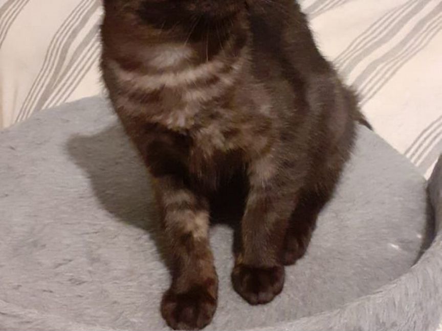 Пристраивается котенок