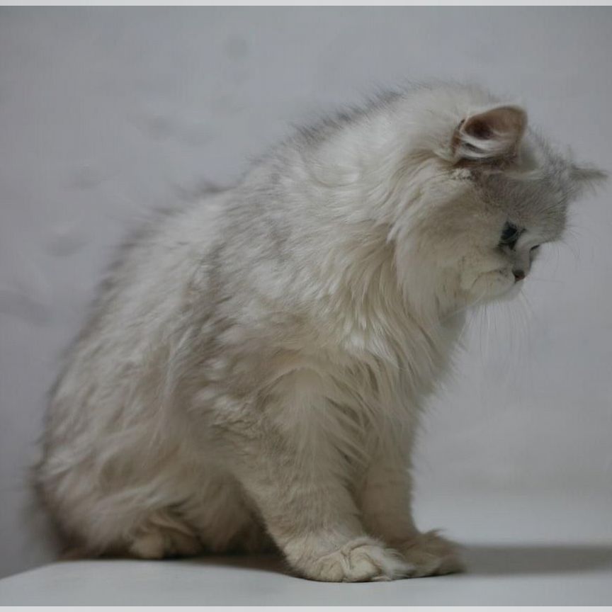 Персидский кот, вязка