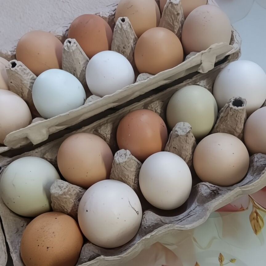 Инкубацинное яйцо доминанты