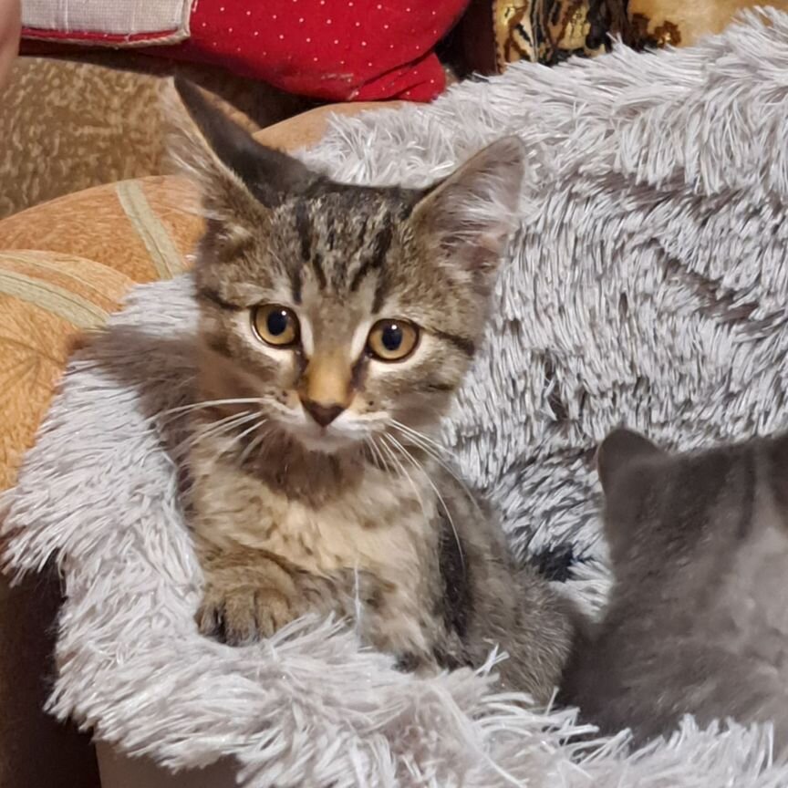 Маленькие котята (мальчики) в поисках дома