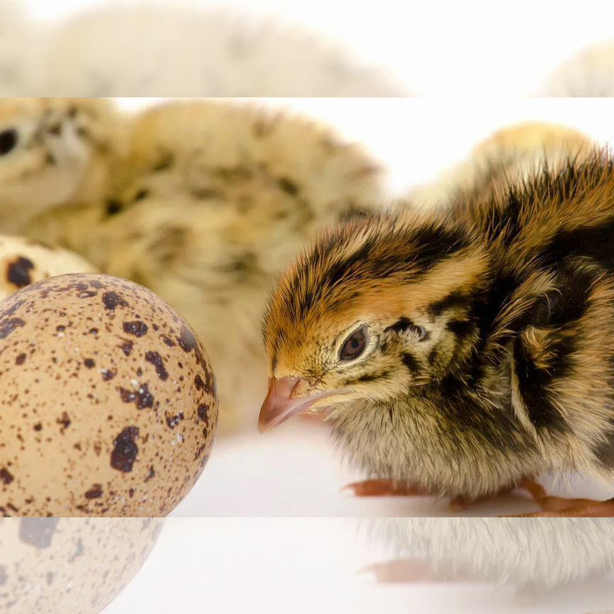 Перепела цыплята