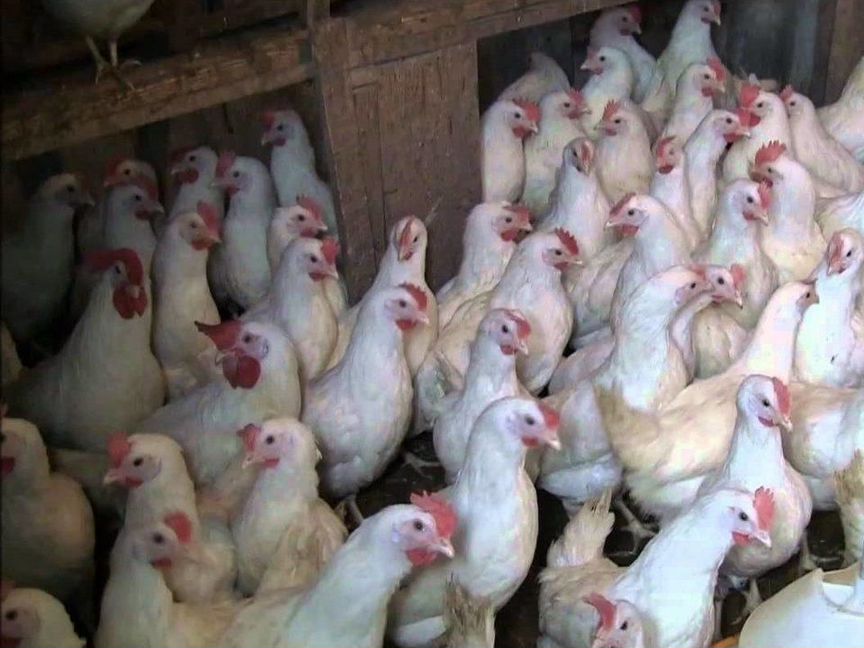 Куры несушки породы Леггорн