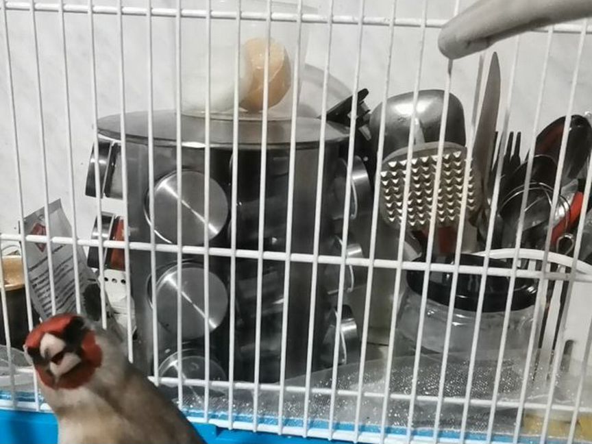 Птица щегол