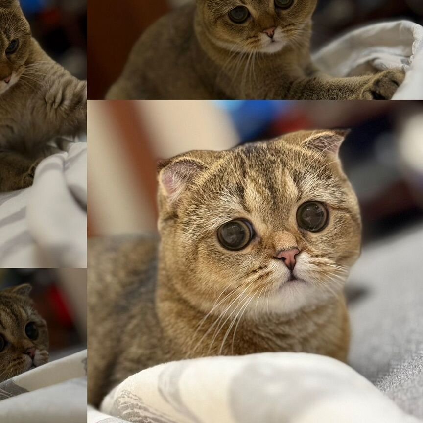 Кошка