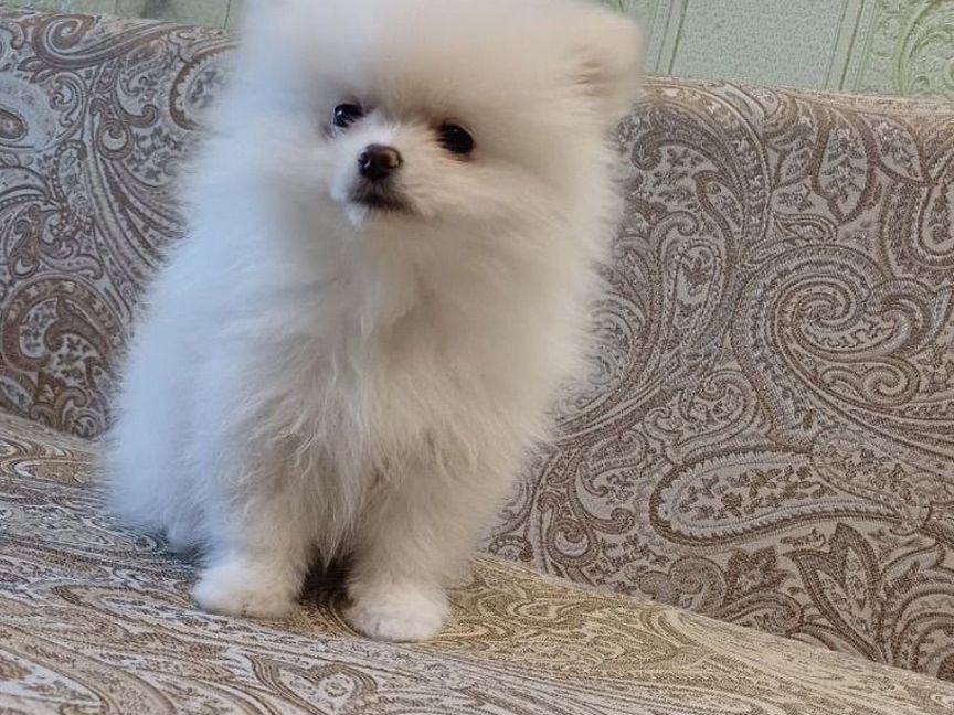 Щенки померанского шпица