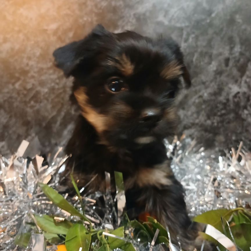 Йоркширский терьер щенки