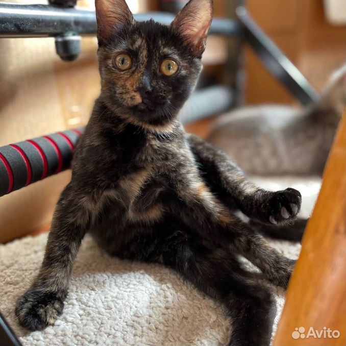 Котёнок черепашка