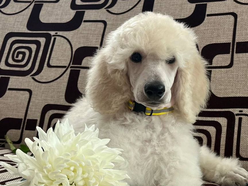 Королевский пудель