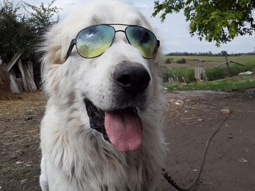 Вязка Алабай