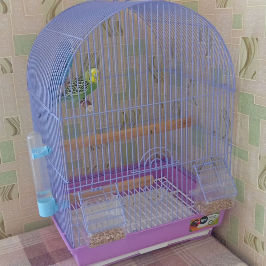 Волнистые попугаи