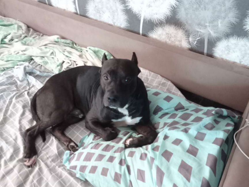 Питбуль терьер