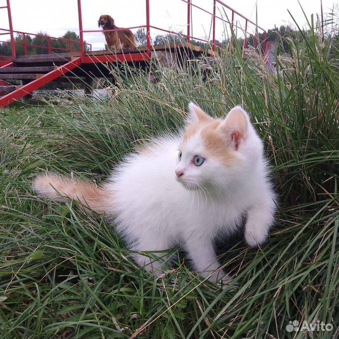 Дерзкая, игривая Морковка