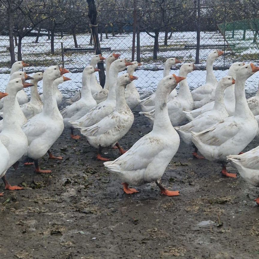 Гуси домашние