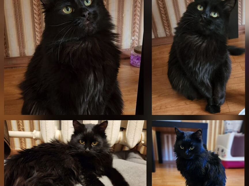Черный кот