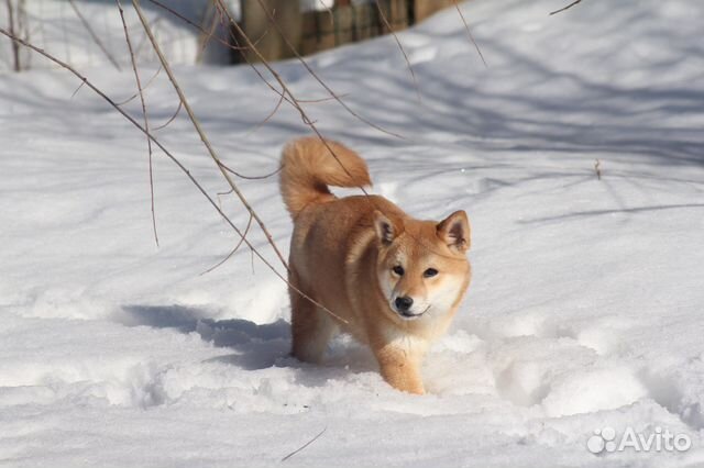 Щенки Сиба ину