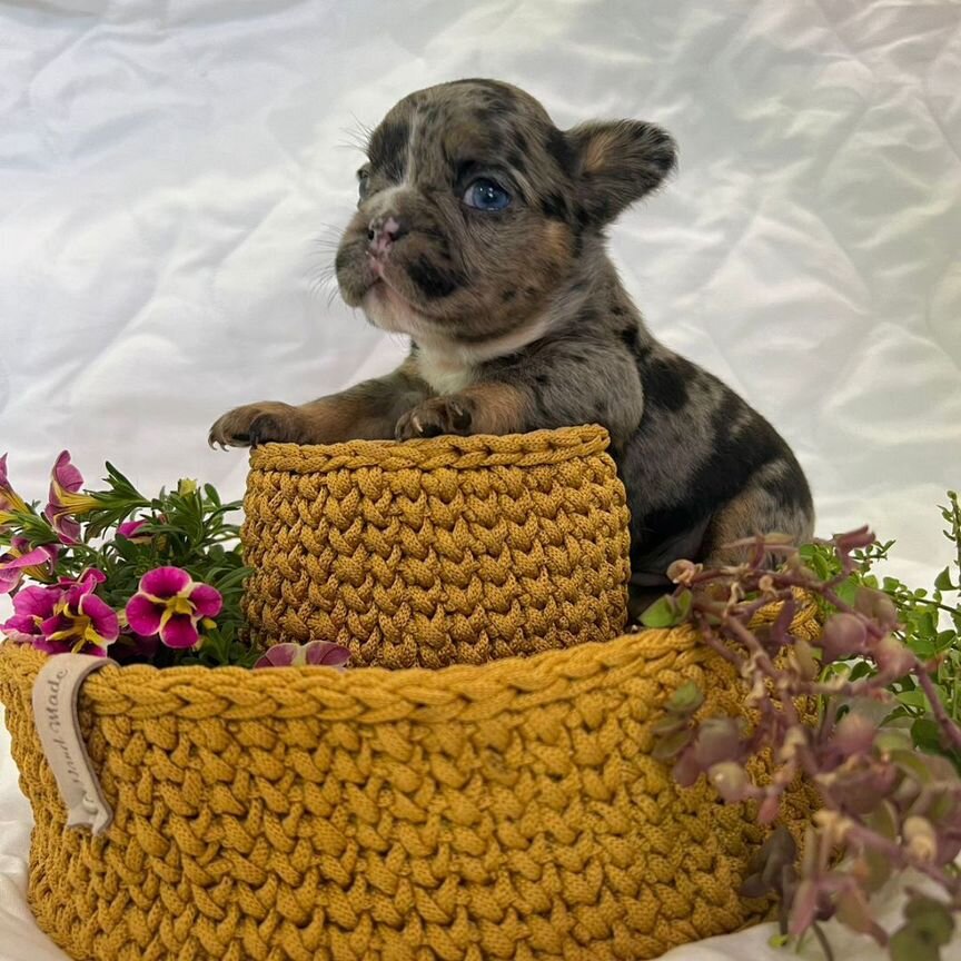 Французики флаффи