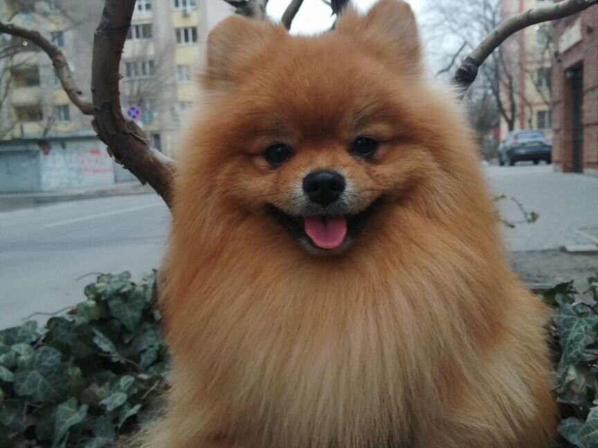 Шпиц