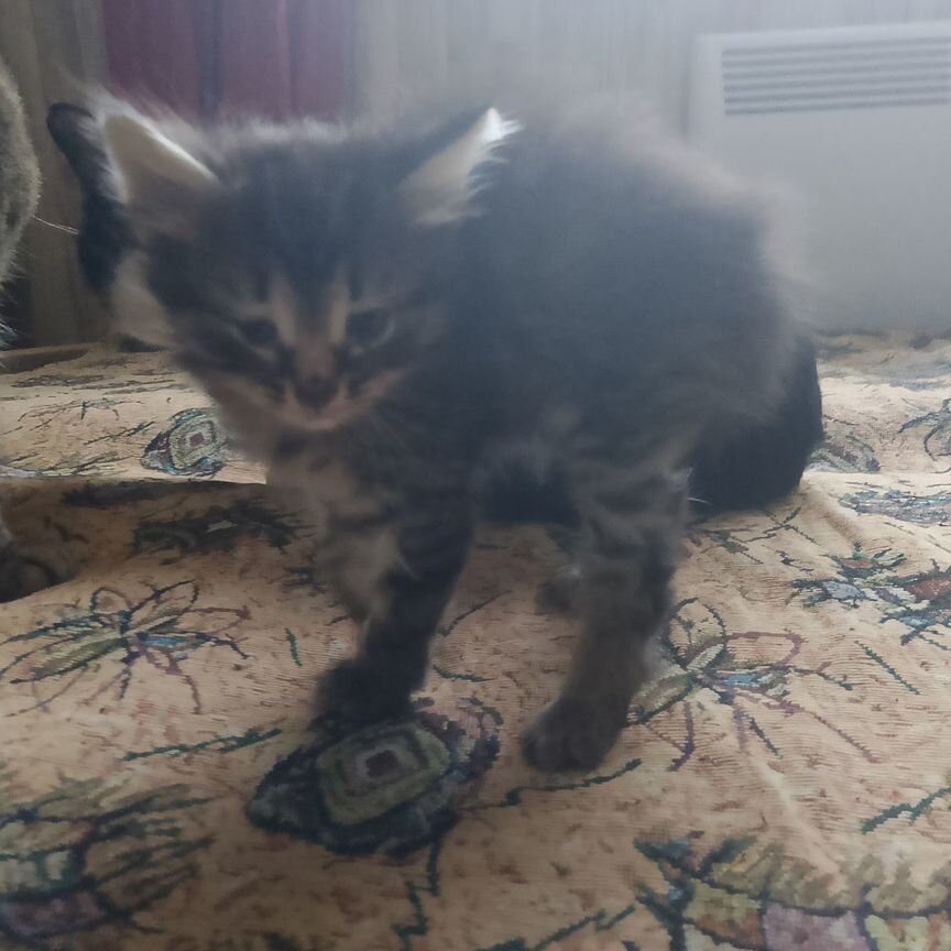 Котенок 2 месяца
