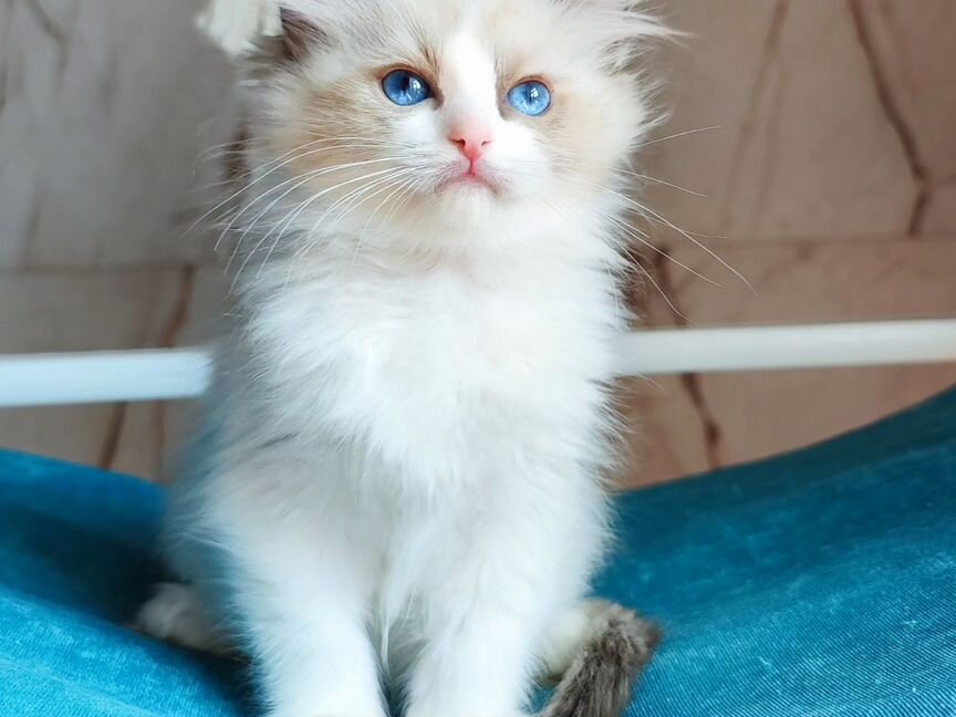 Dani, рэгдолл с родословной