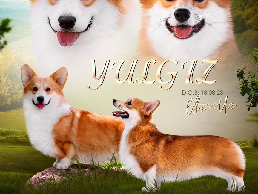 Вельш-корги пемброк флаффи