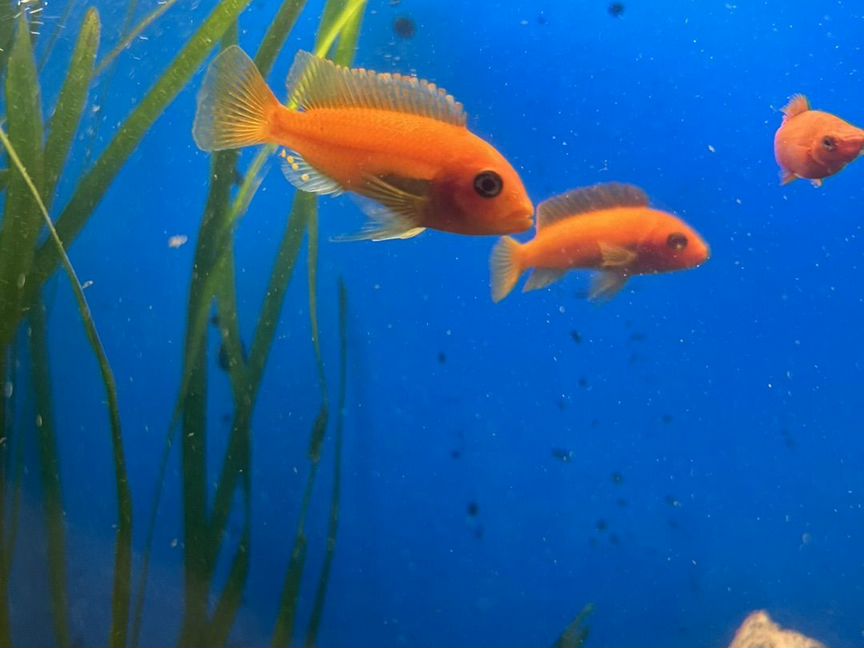 Рыба цихлиды бесплатно