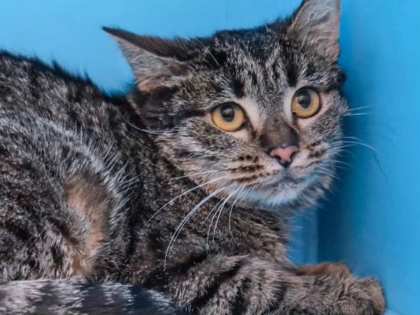 Кошка с добрым сердцем