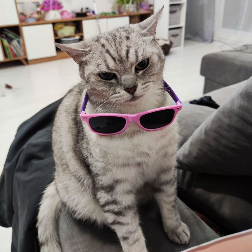 Шотландский прямоухий короткошёрстный, взрослый кот