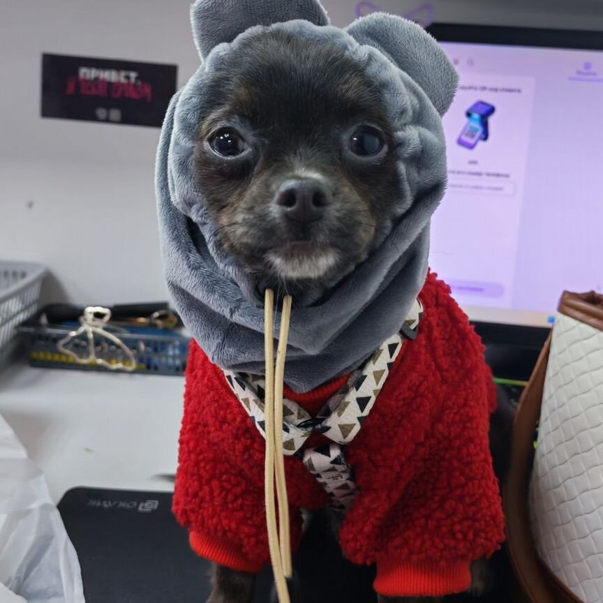 Чихуахуа, щенок