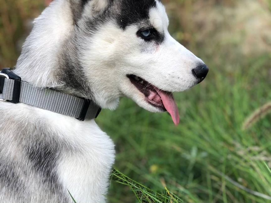 Щенки сибирской хаски