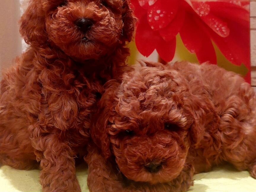 Той-пудель ред браун