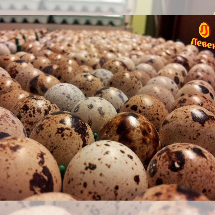 Инкубационное яйцо перепелов, качественный вывод