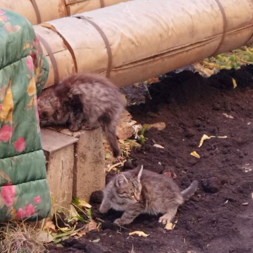Котята в добрые руки бесплатно