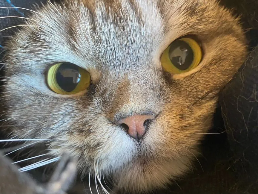 Кошка