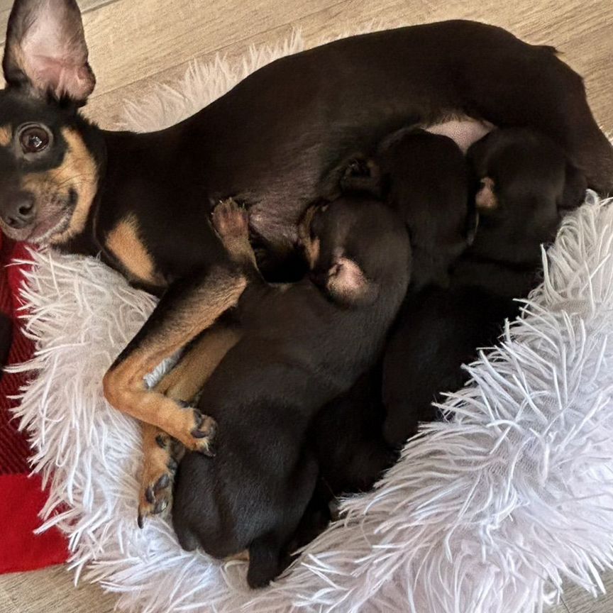 Русский той-терьер, щенок